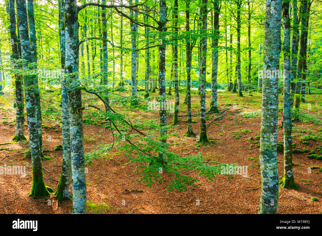 Lic hi-res stock photography and images - Alamy