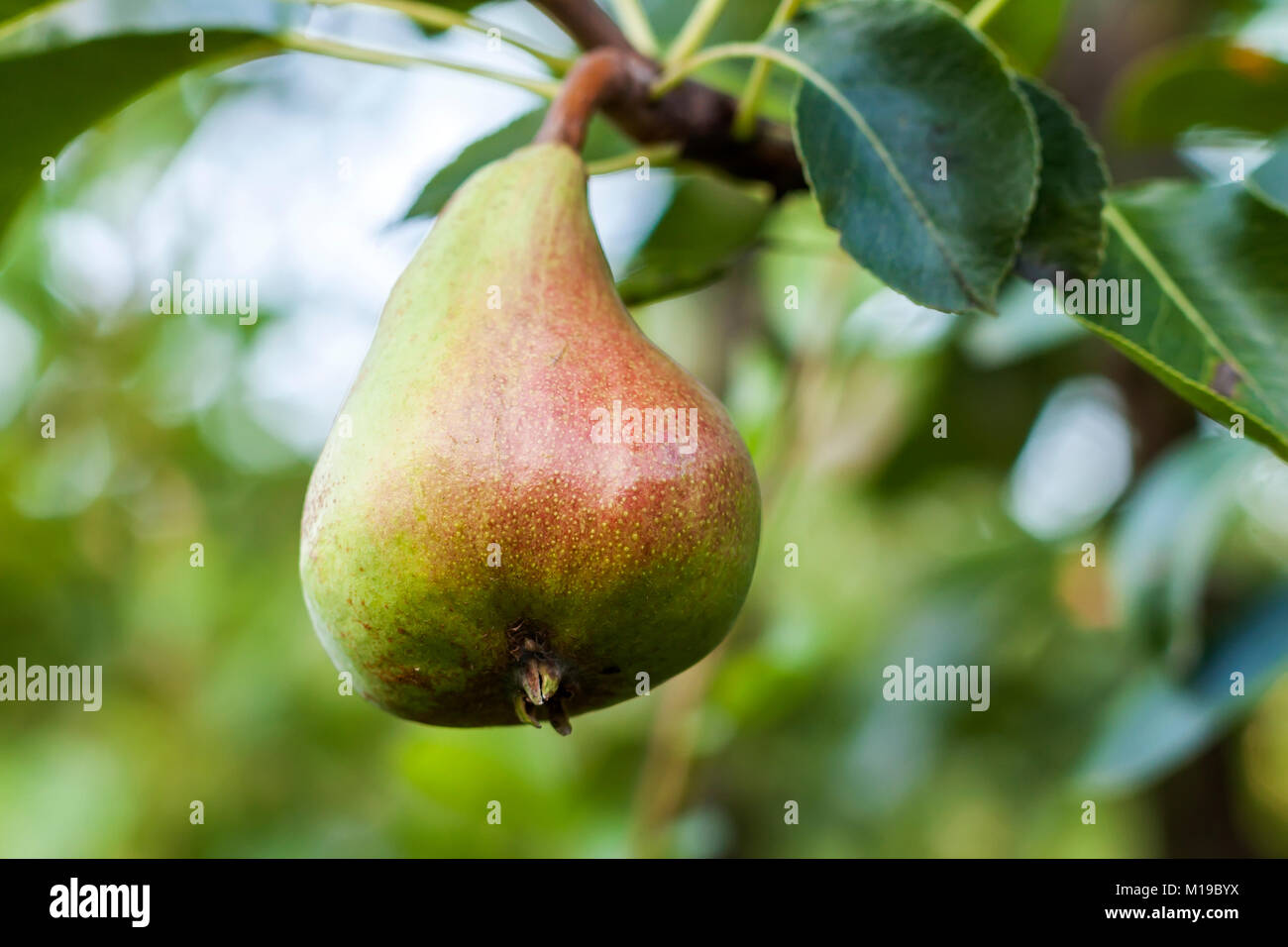 Pear fruit on the tree in the fruit garden close-up Stock Photo - Alamy