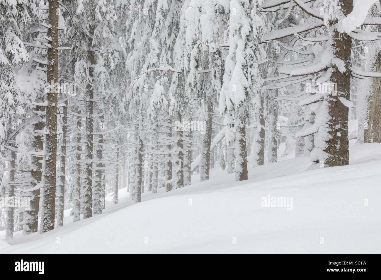 Forest in Winter, Snow covered Trees, Naturepark Ötscher Tormäuer ...