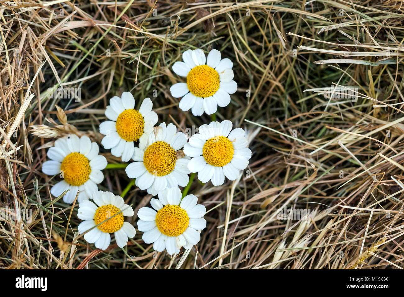 Yellow straw hay with white daisy flowers Stock Photo - Alamy