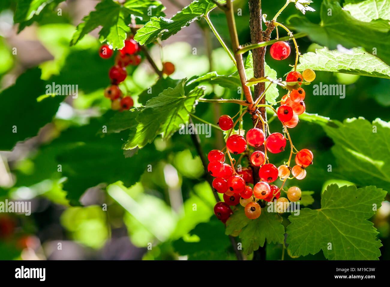 Little red berries growing on a branch of bush in summer Stock Photo ...