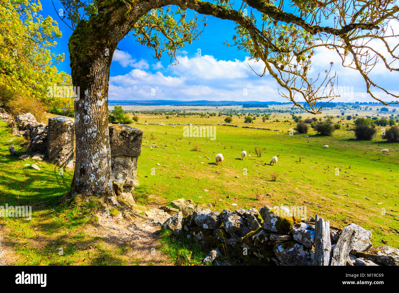 Prairie sheep hi-res stock photography and images - Alamy