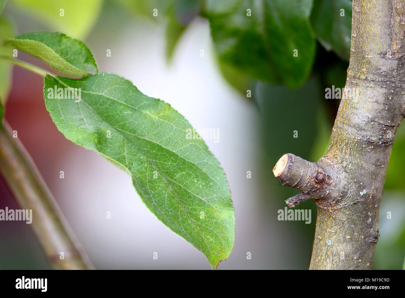 Close-up of green fruit tree leaves in summer Stock Photo - Alamy