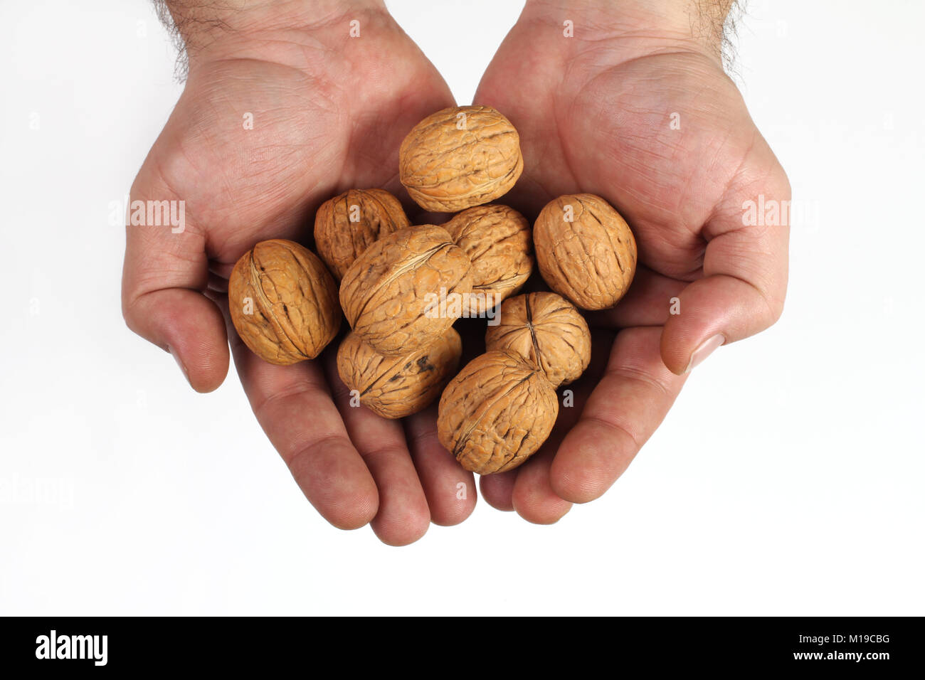 walnuts and hands on white background isolated Stock Photo - Alamy