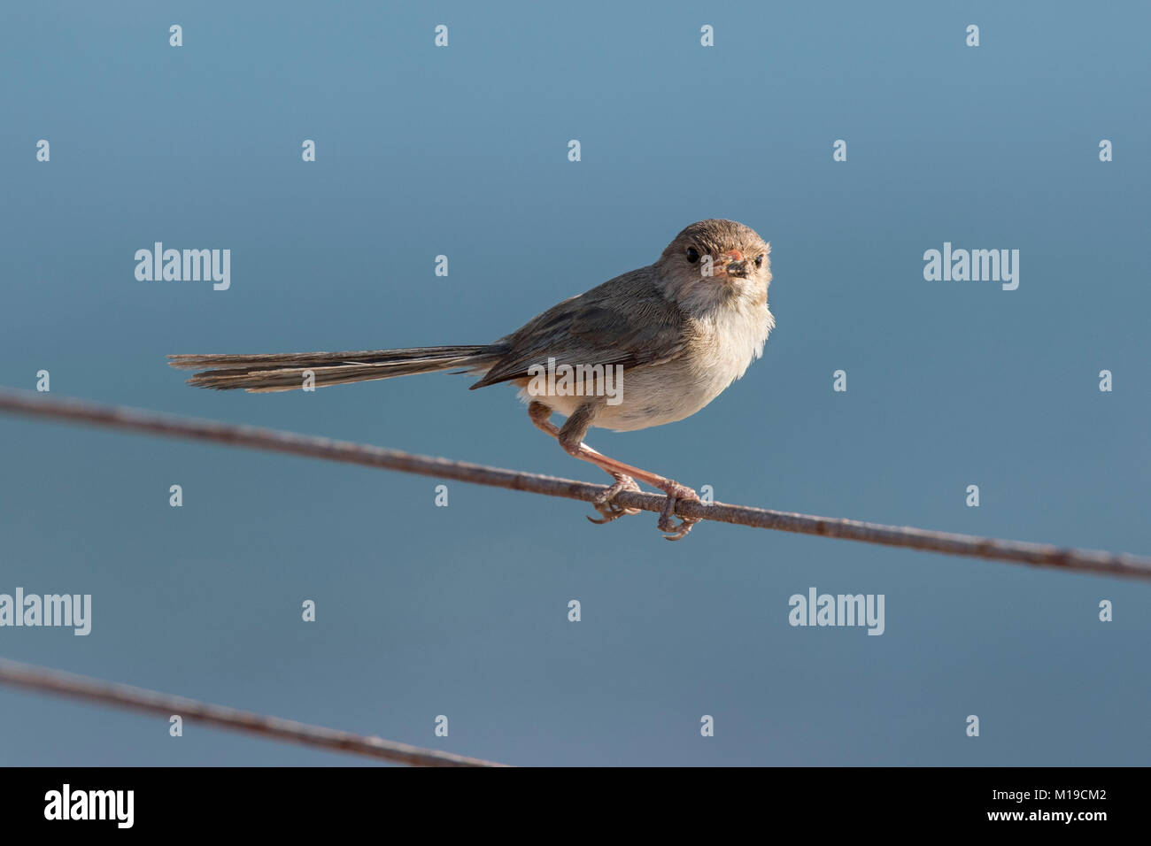 A female White-winged Fairy-wren (Malurus leucopterus) beside the Iluka ...