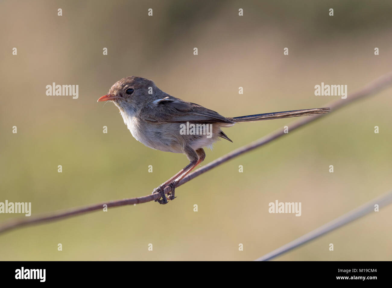A female White-winged Fairy-wren (Malurus leucopterus) beside the Iluka ...