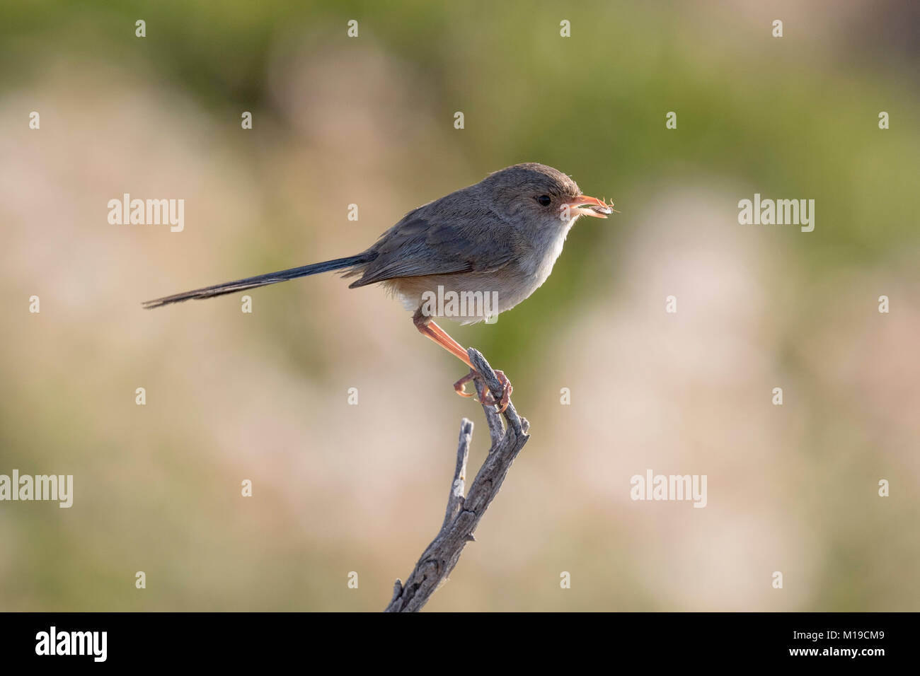 A female White-winged Fairy-wren (Malurus leucopterus) beside the Iluka ...