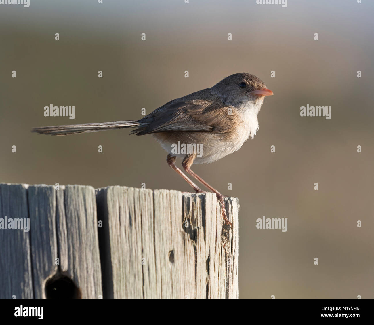 A female White-winged Fairy-wren (Malurus leucopterus) beside the Iluka ...