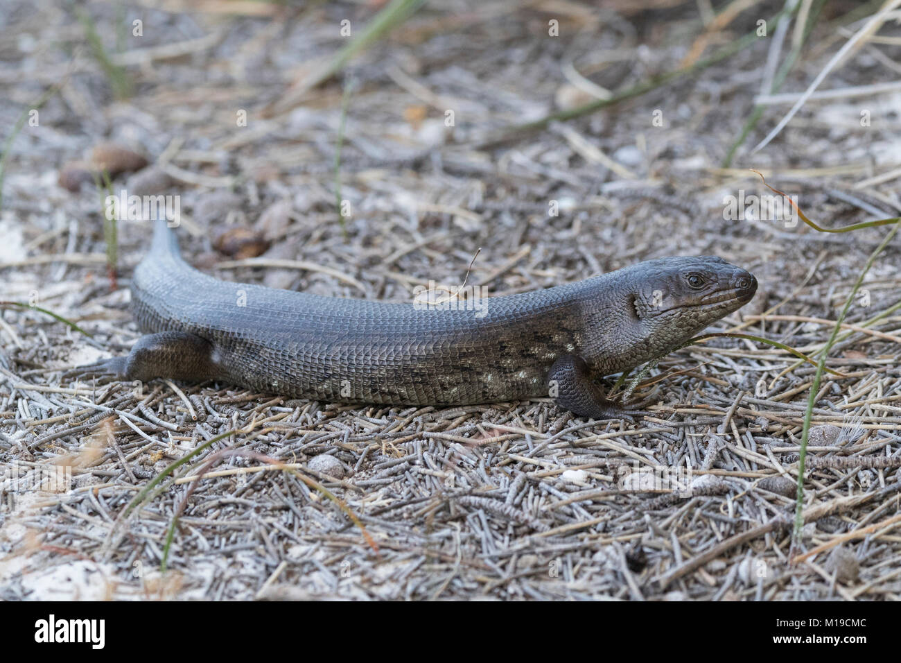 A King's Skink (Egernia kingii) on Rottnest Island, Perth, Western ...