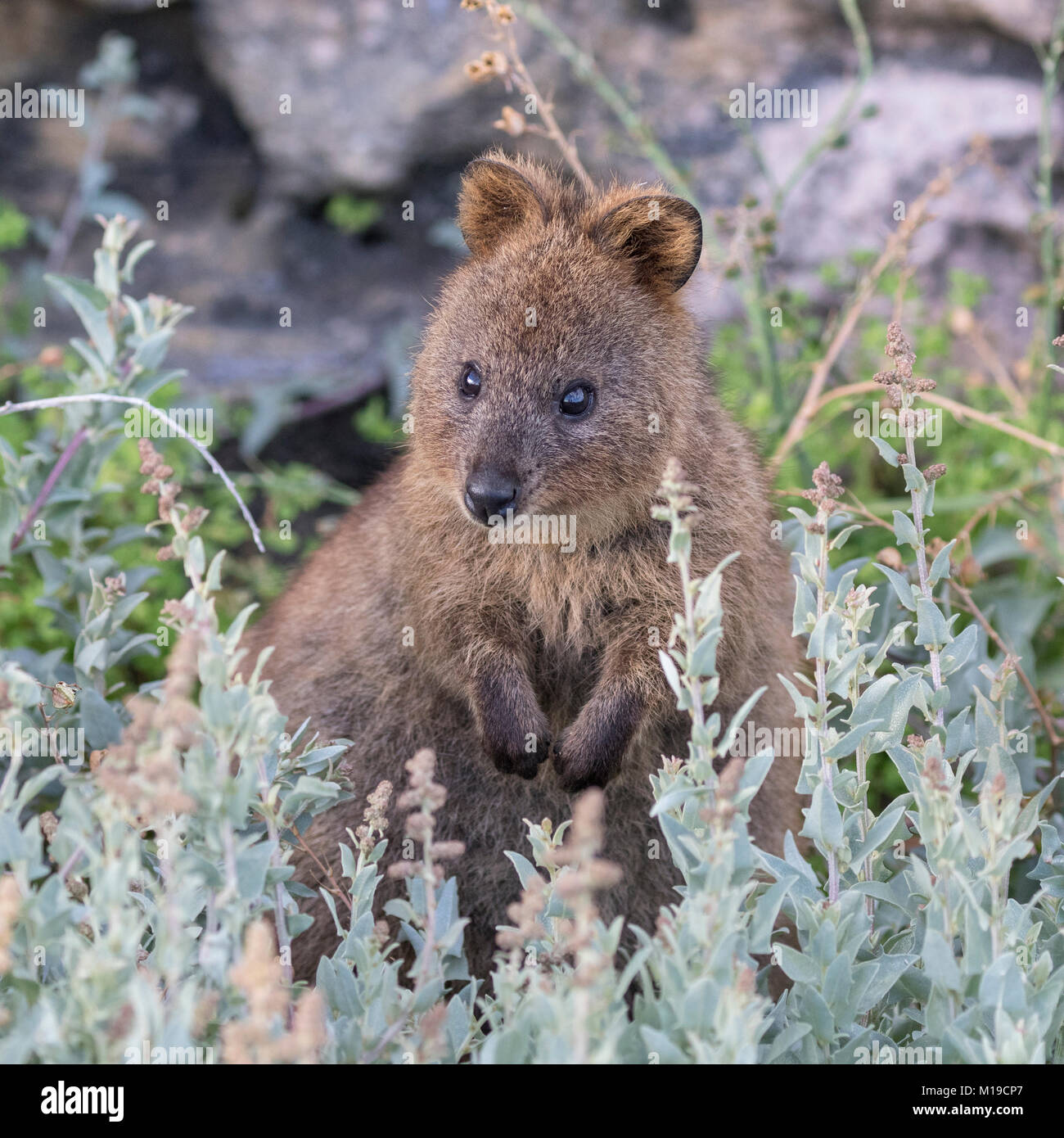 A Quokka (Setonix brachyurus) on Rottnest Island, Perth, Western ...