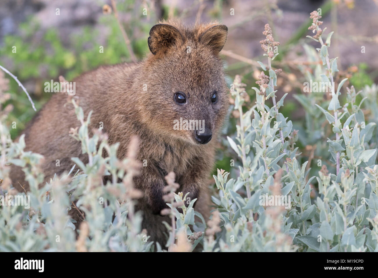 A Quokka (Setonix brachyurus) on Rottnest Island, Perth, Western ...