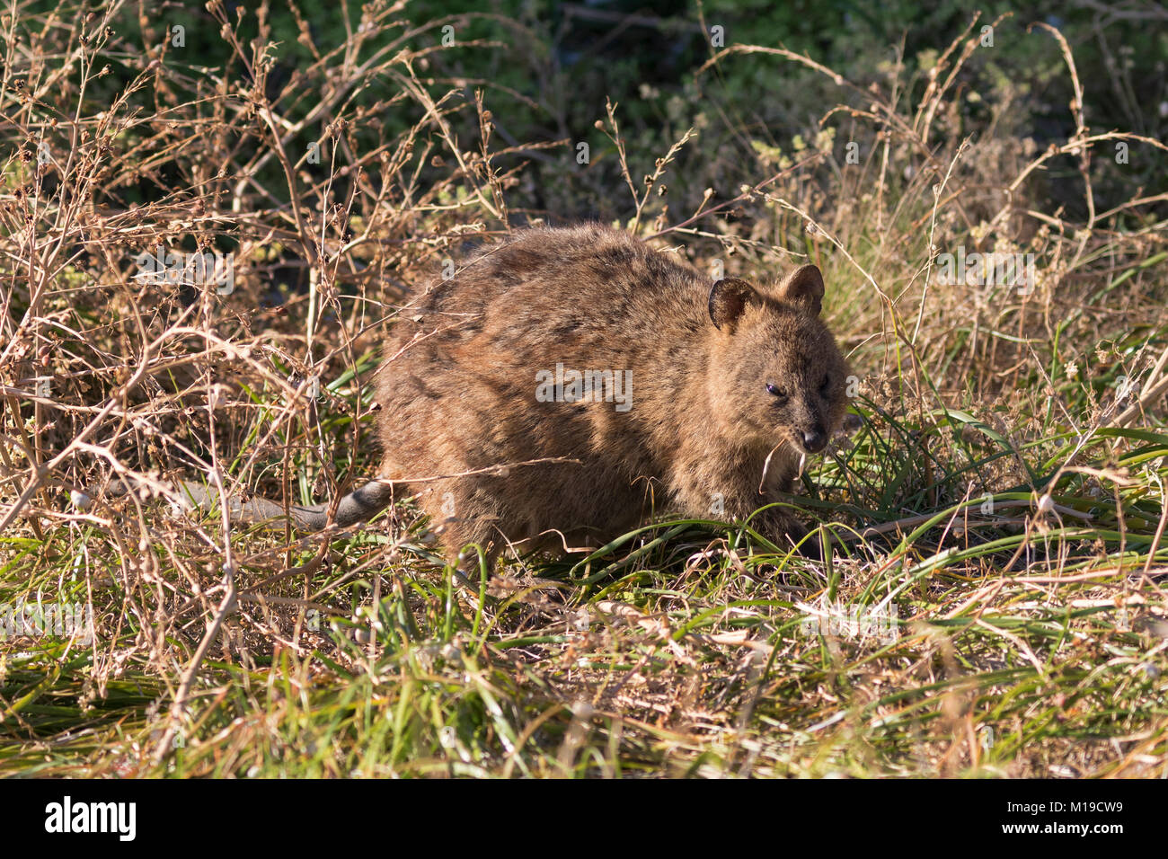 A Quokka (Setonix brachyurus) on Rottnest Island, Perth, Western Australia Stock Photo - Alamy