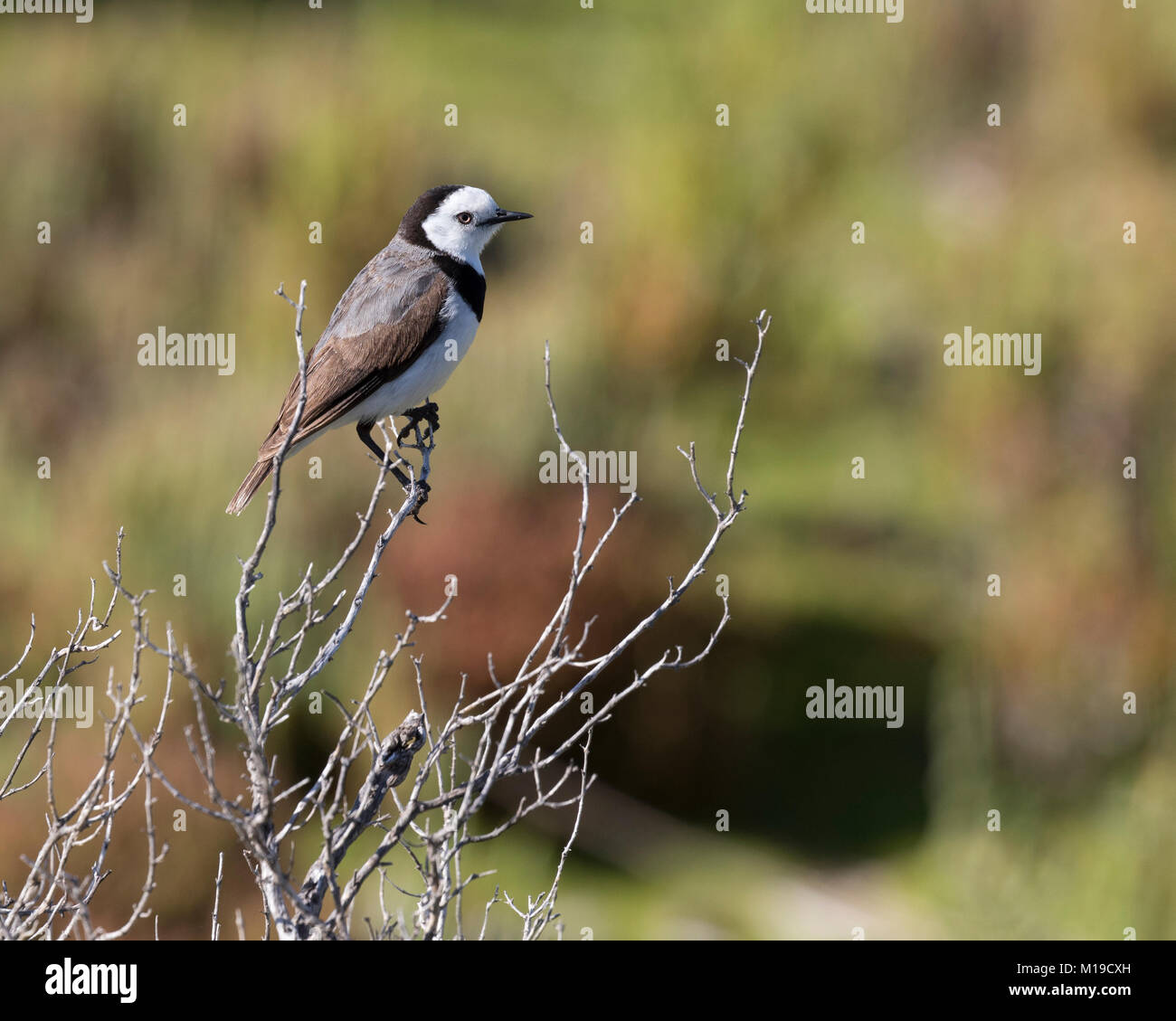 A White-fronted Chat (Epthianura albifrons) on Rottnest Island, Perth ...