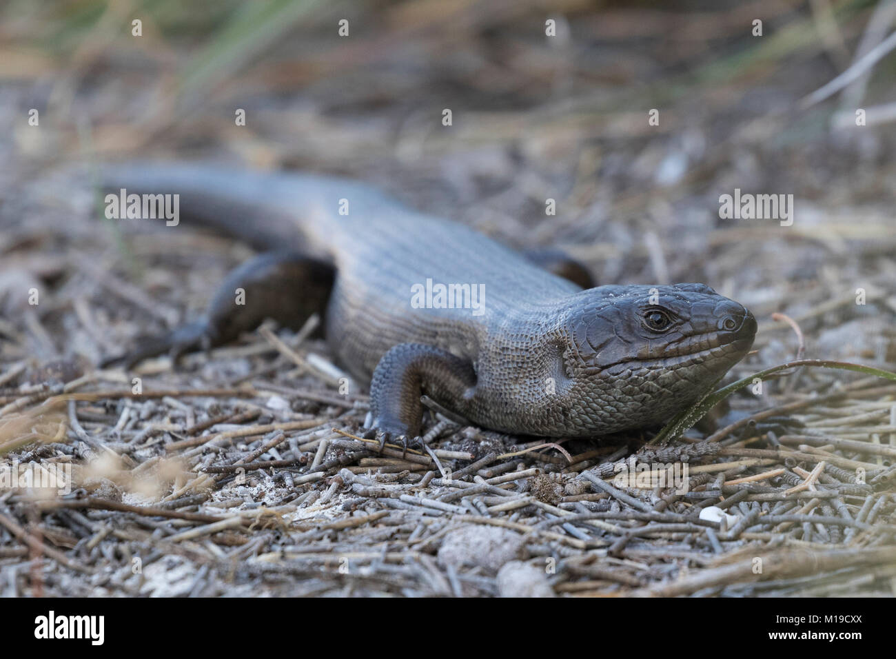 A King's Skink (Egernia kingii) on Rottnest Island, Perth, Western ...