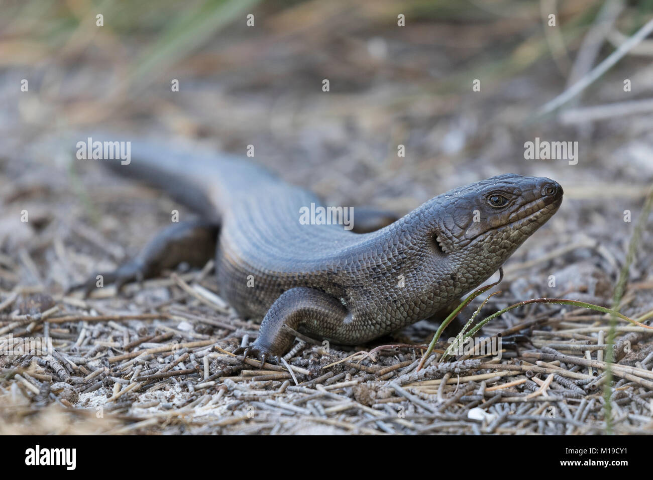 A King's Skink (Egernia kingii) on Rottnest Island, Perth, Western ...