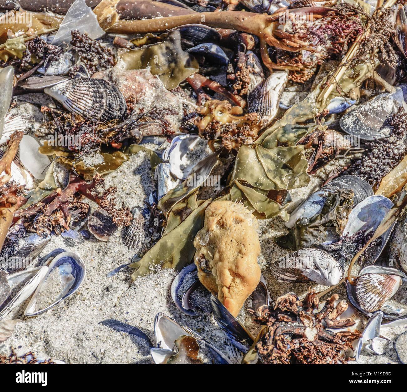 Flora and fauna collage hi-res stock photography and images - Alamy