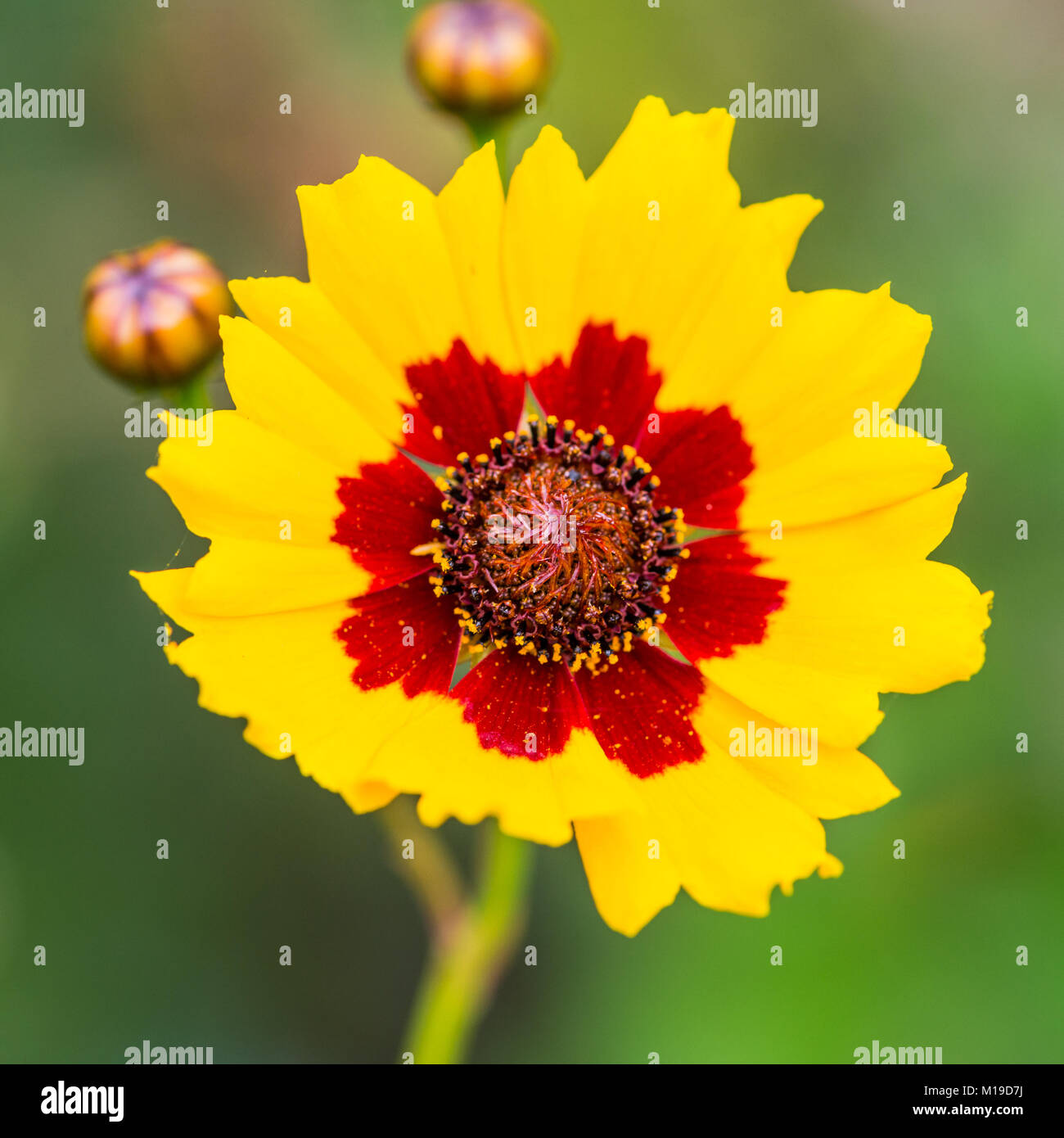 Plains Coreopsis Stock Photos & Plains Coreopsis Stock Images - Alamy