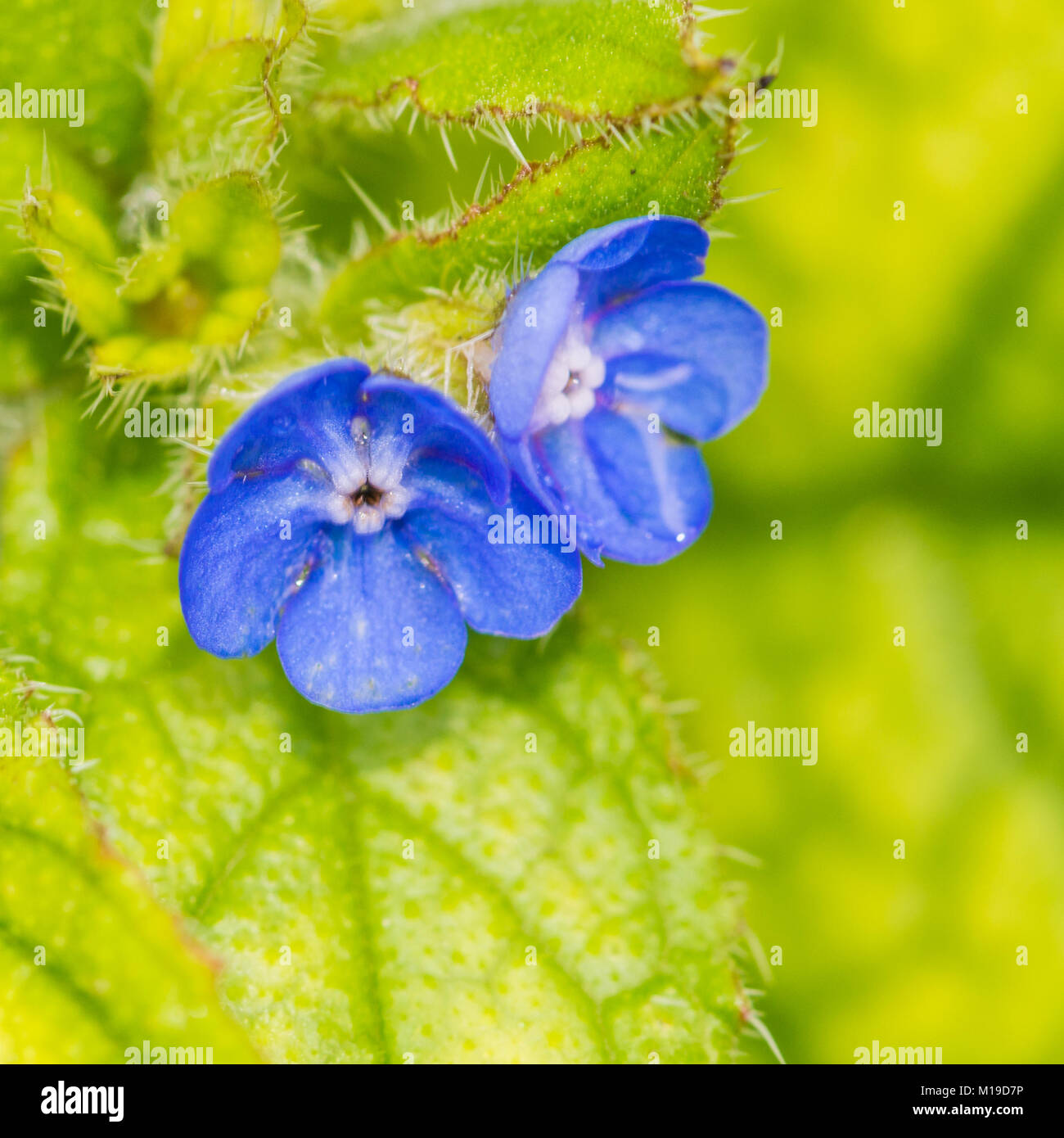 The small blue flowers of a green alkanet plant Stock Photo - Alamy