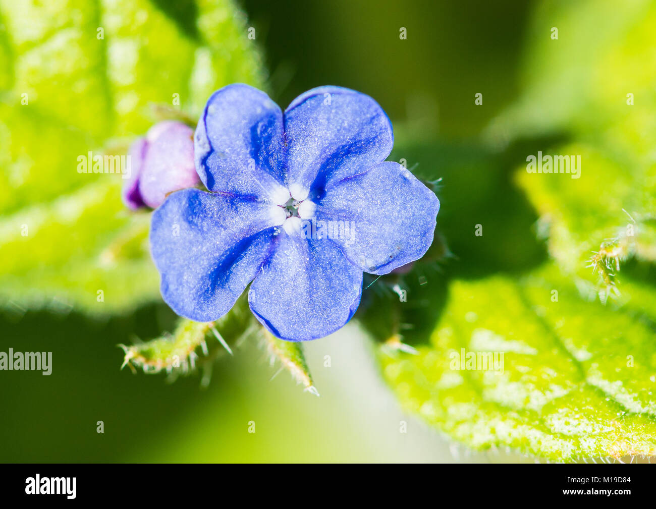 Green alkanet flower hi-res stock photography and images - Alamy