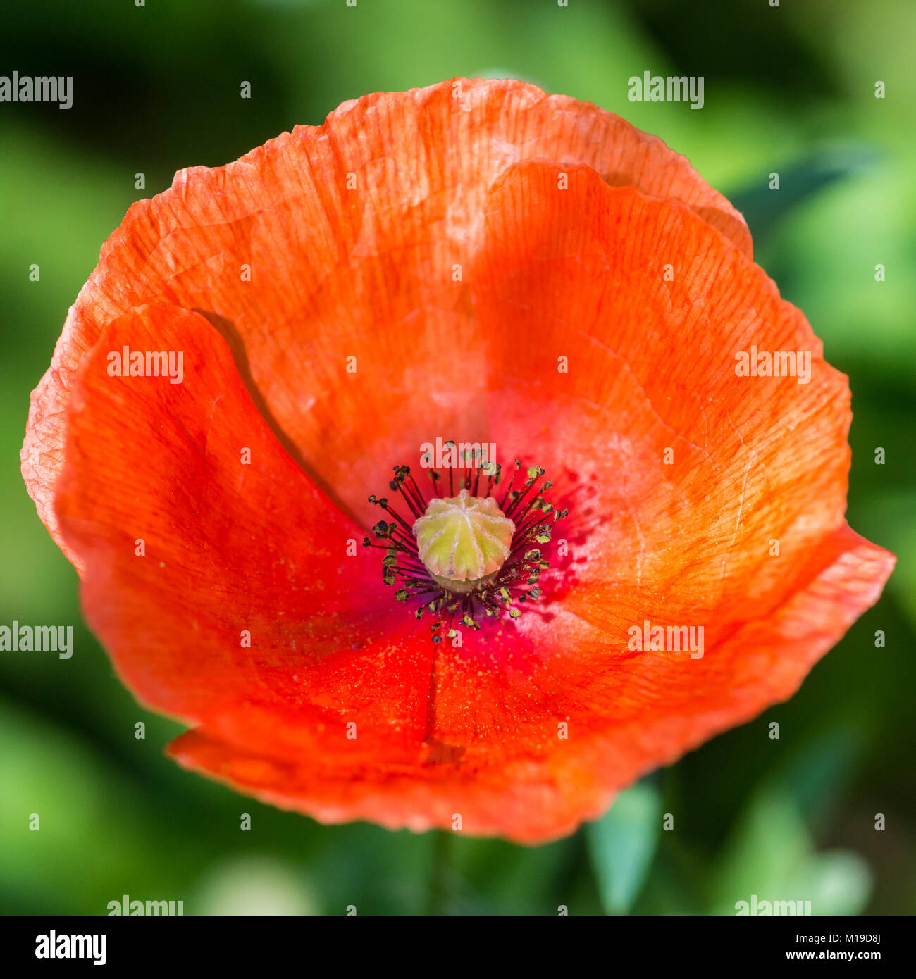 Corn poppy bloom hi-res stock photography and images - Alamy