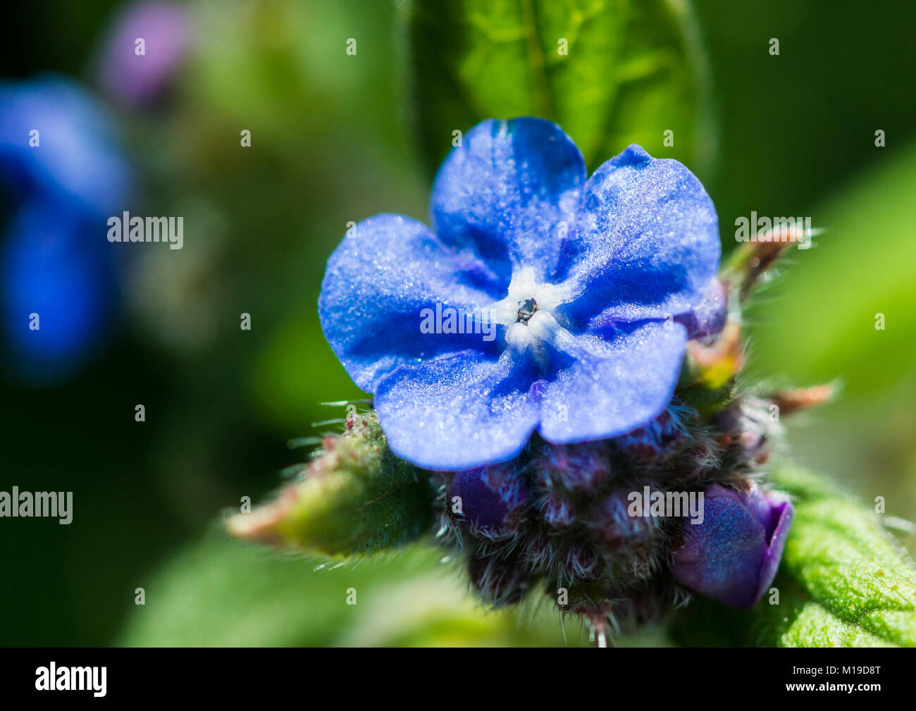 Green alkanet flower hi-res stock photography and images - Alamy