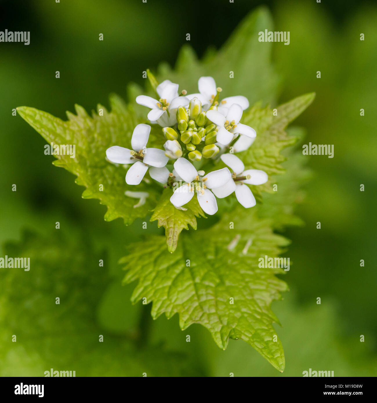 Garlic Mustard Flower