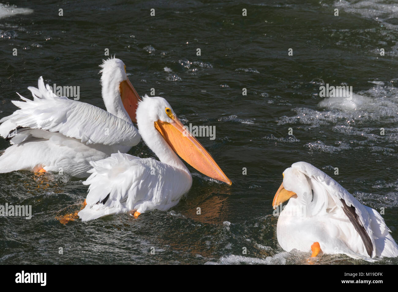 American pelicans migration hi-res stock photography and images - Alamy