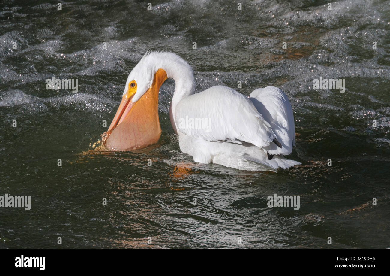 Pelican pouch fish hi-res stock photography and images - Alamy