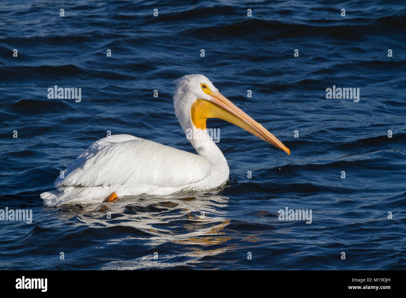 American white pelican on blue river background Stock Photo - Alamy