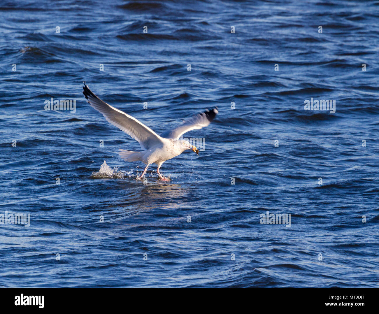 Snapped fish hi-res stock photography and images - Alamy