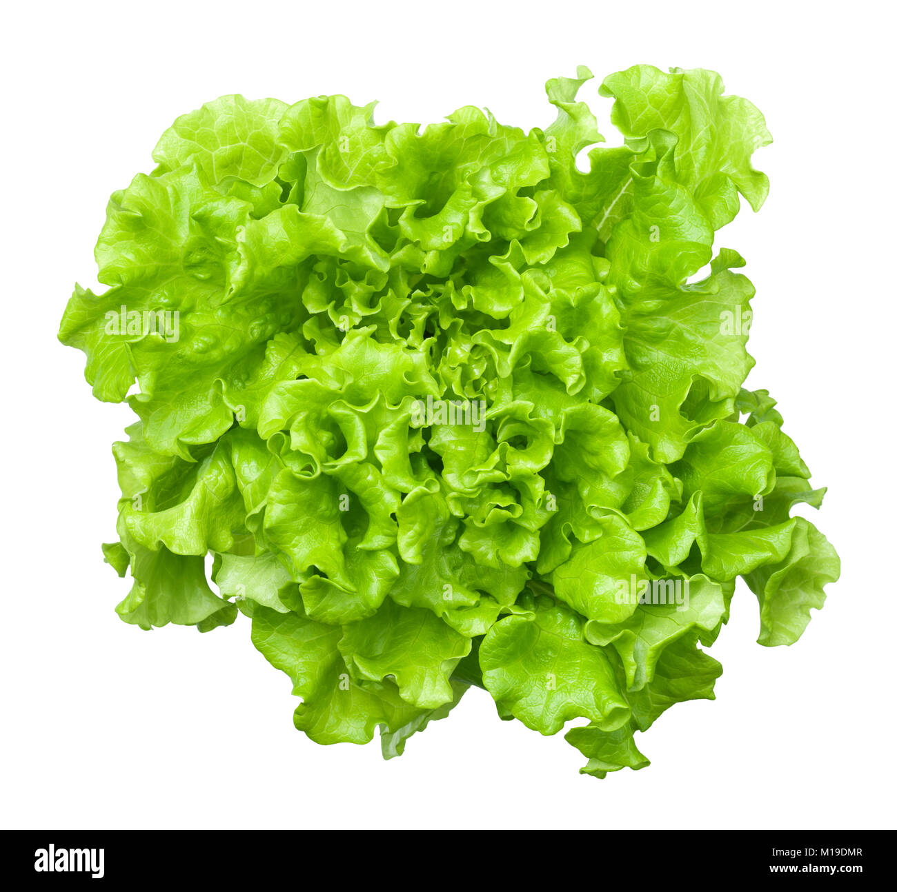 Lettuce head isolated on white background. Batavia salad. Top view ...
