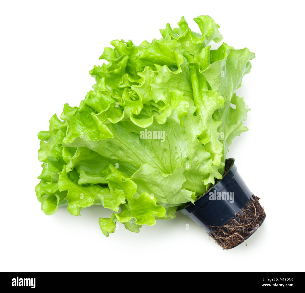 Lettuce in pot isolated on white background. Batavia salad. Top view ...