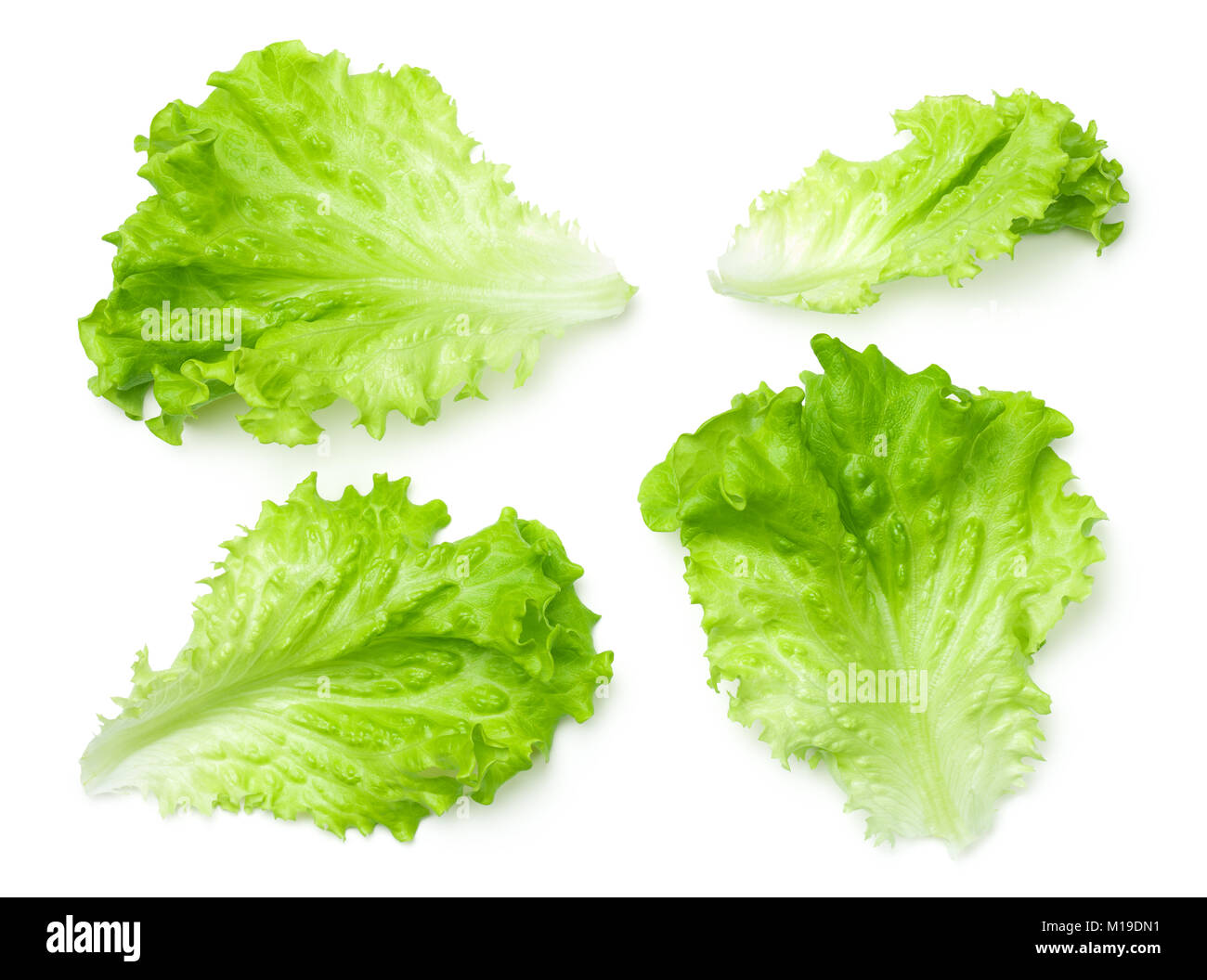 Lettuce leaves isolated on white background. Batavia salad. Top view ...