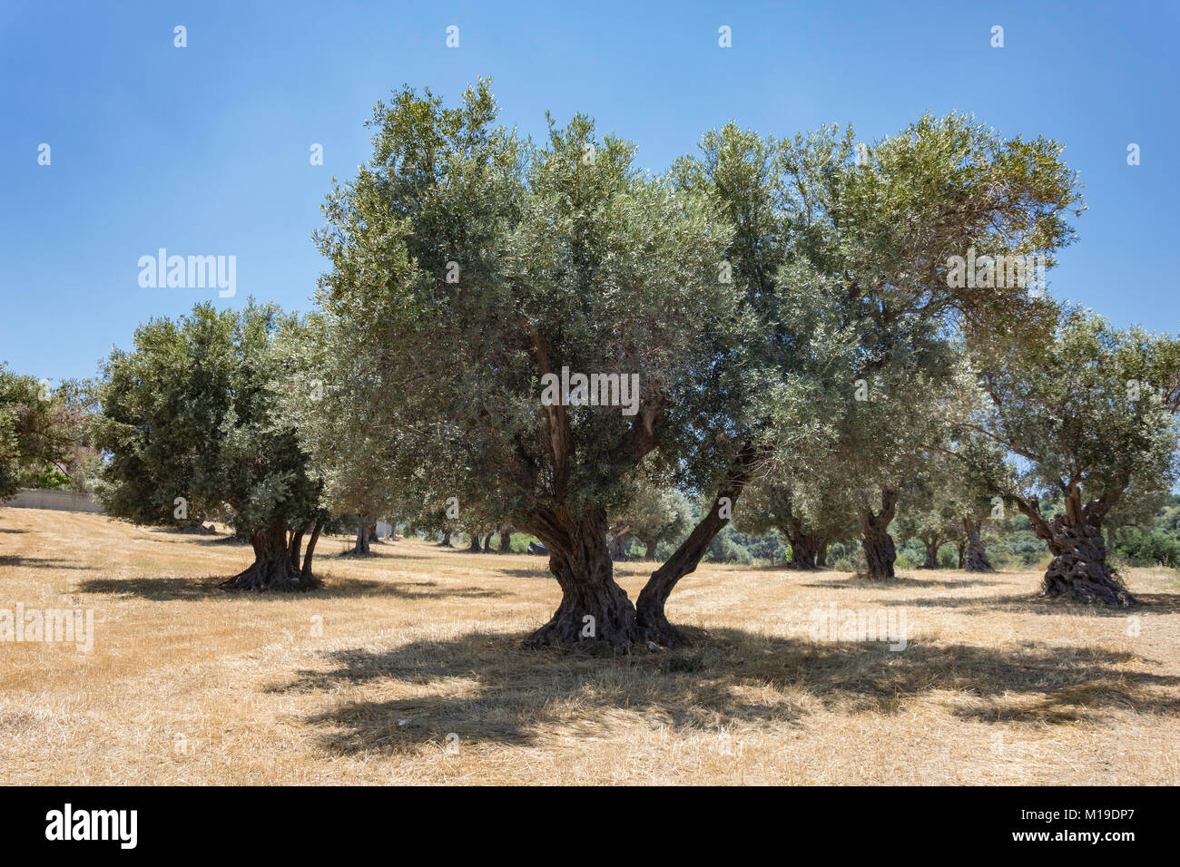Olive Trees Greece High Resolution Stock Photography and Images - Alamy