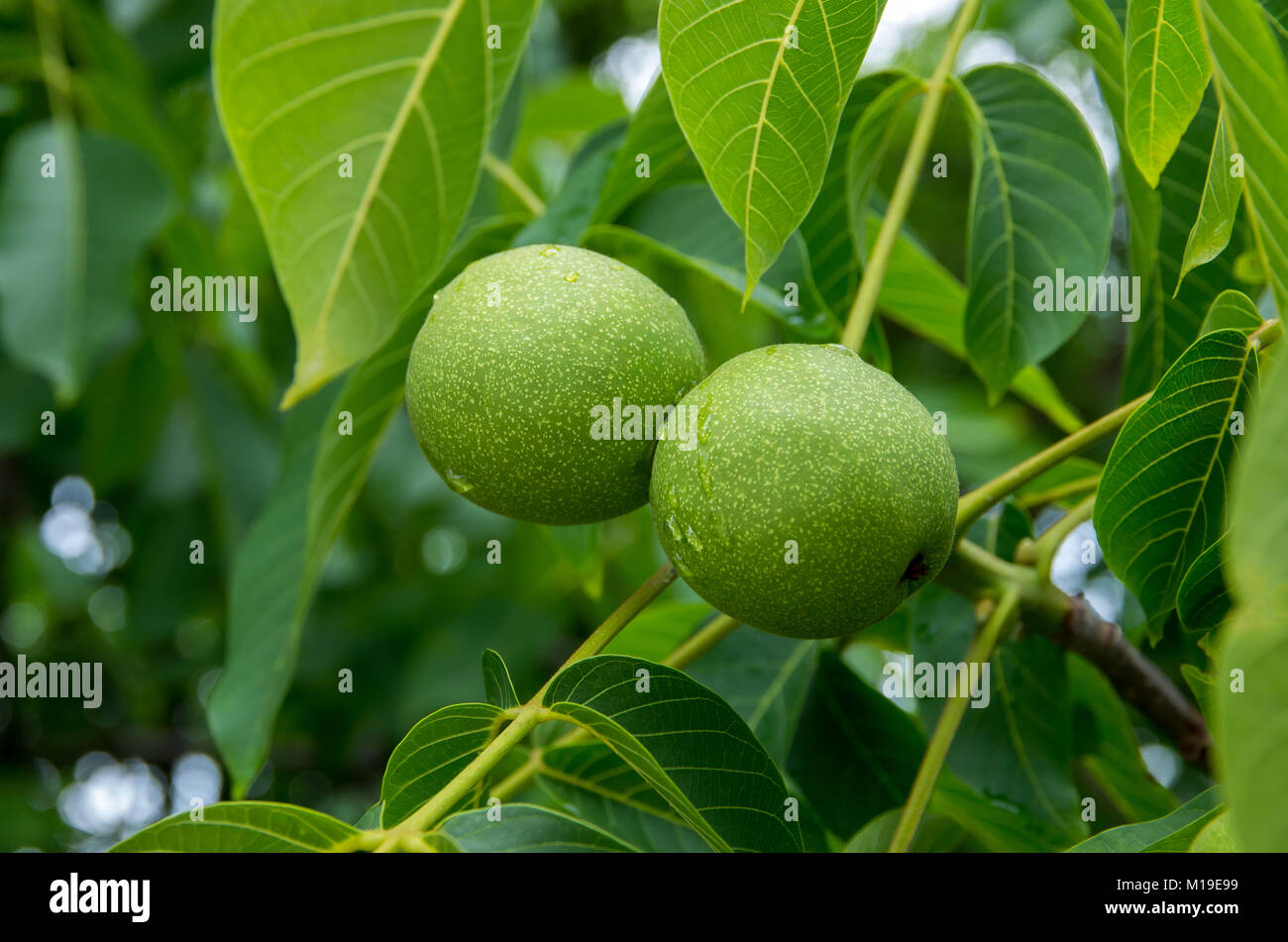 Walnut plant hi-res stock photography and images - Alamy
