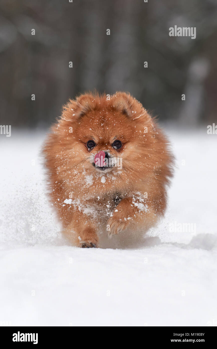 Baby pomeranian spitz playing in winter day Stock Photo - Alamy