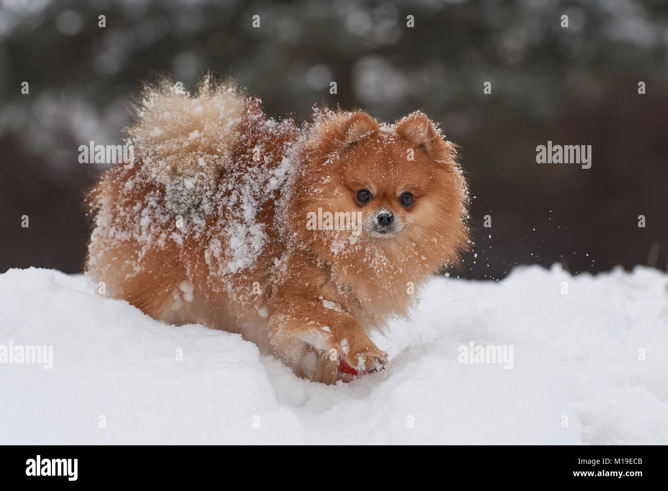 Baby pomeranian spitz playing in winter day Stock Photo - Alamy