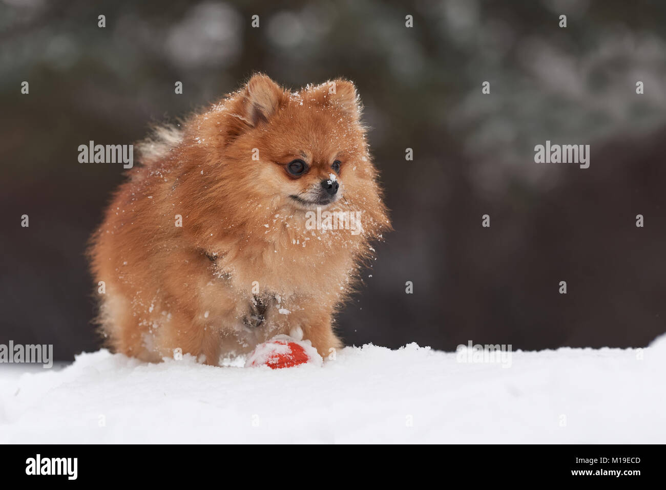Baby pomeranian spitz playing hi-res stock photography and images - Alamy