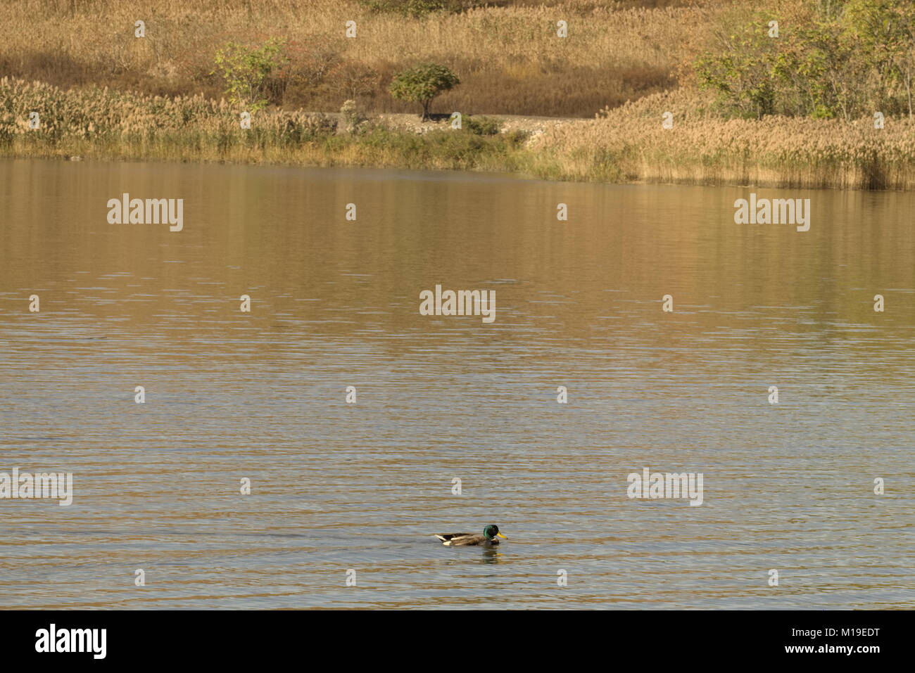 Pato woodduck hi-res stock photography and images - Alamy