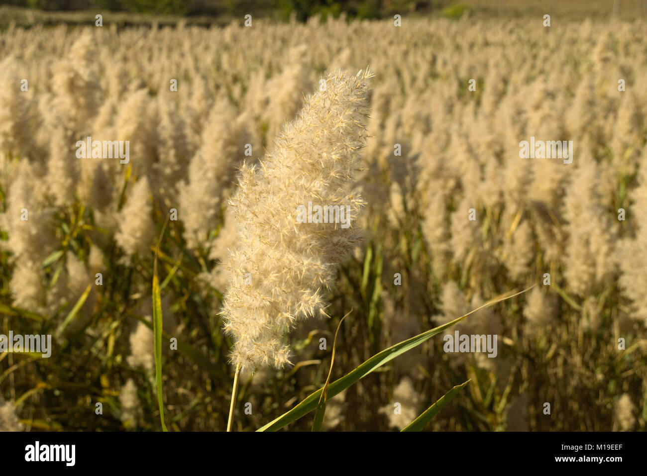 Reeds at Richard w De Korte Park, NJ Stock Photo - Alamy