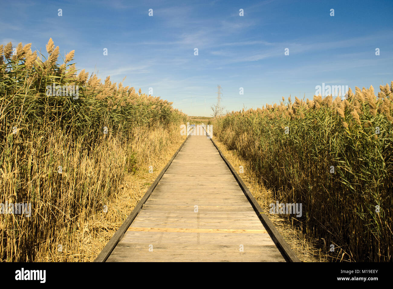 Boardwalk at Richard w De Korte Park, NJ Stock Photo - Alamy