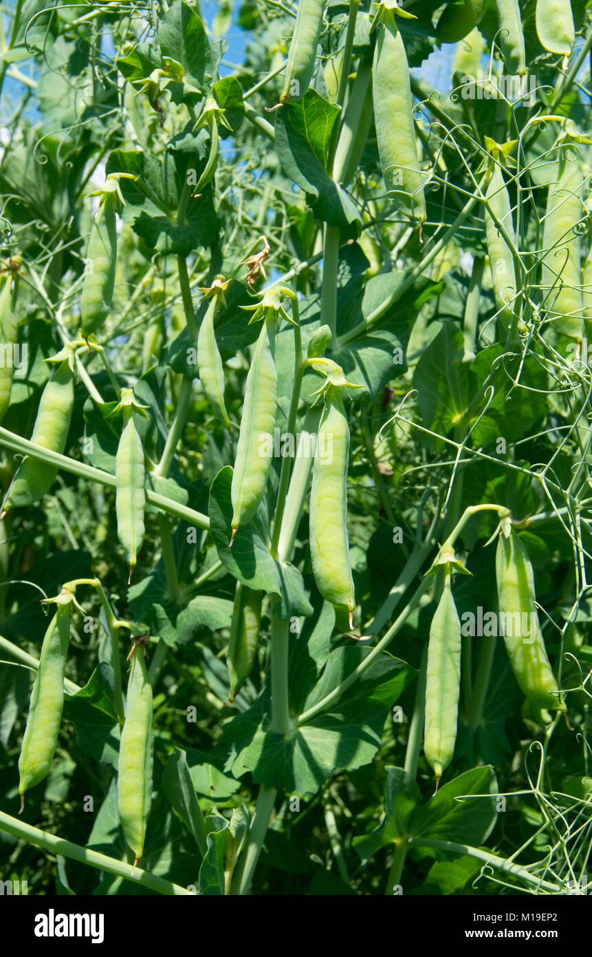 Garden pea plant seed pod hi-res stock photography and images - Alamy