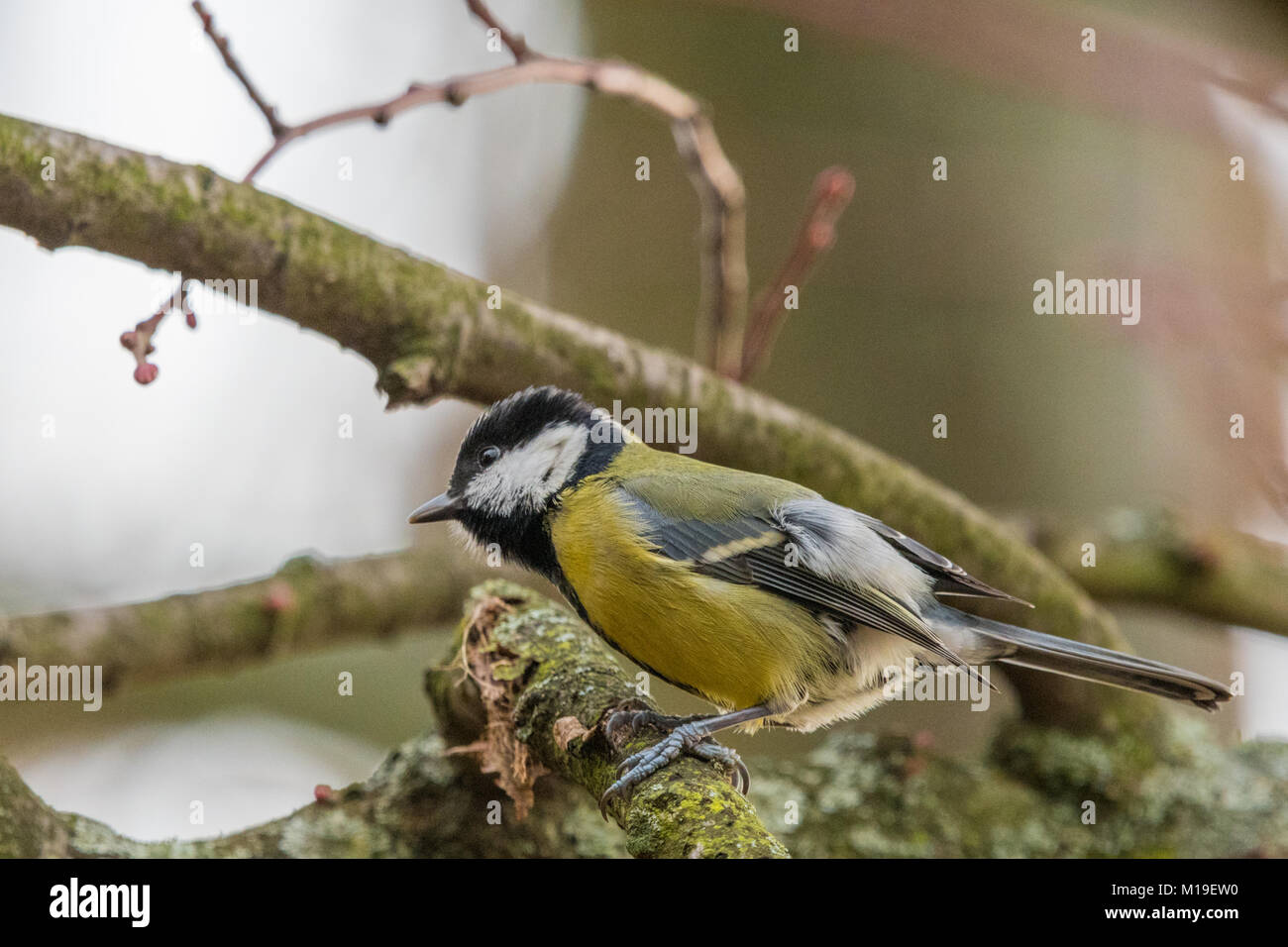 Yellow bird great tit on a branch of a tree in late winter. Also known ...