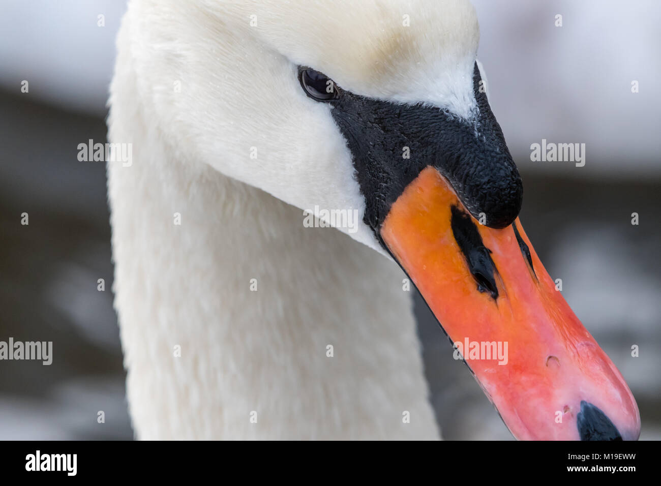 Detail of head of a swan. Smooth background, nice portrait. Close view ...