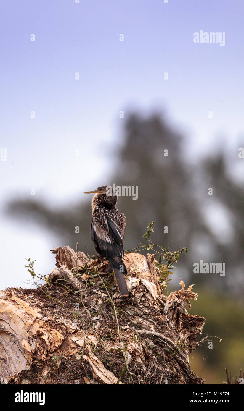 Anhinga bird called Anhinga anhinga in the marsh at Lakes Park in Fort ...
