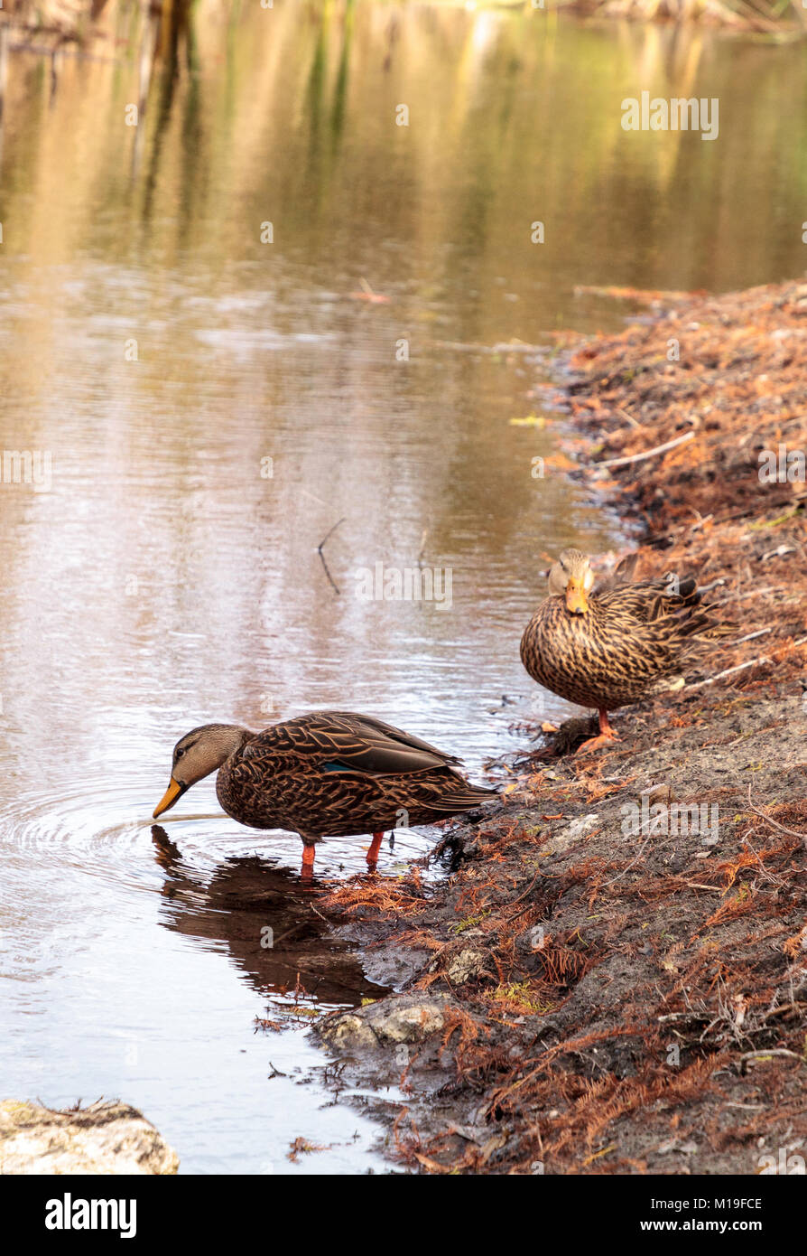 Mottled ducks anas fulvigula hi-res stock photography and images - Alamy
