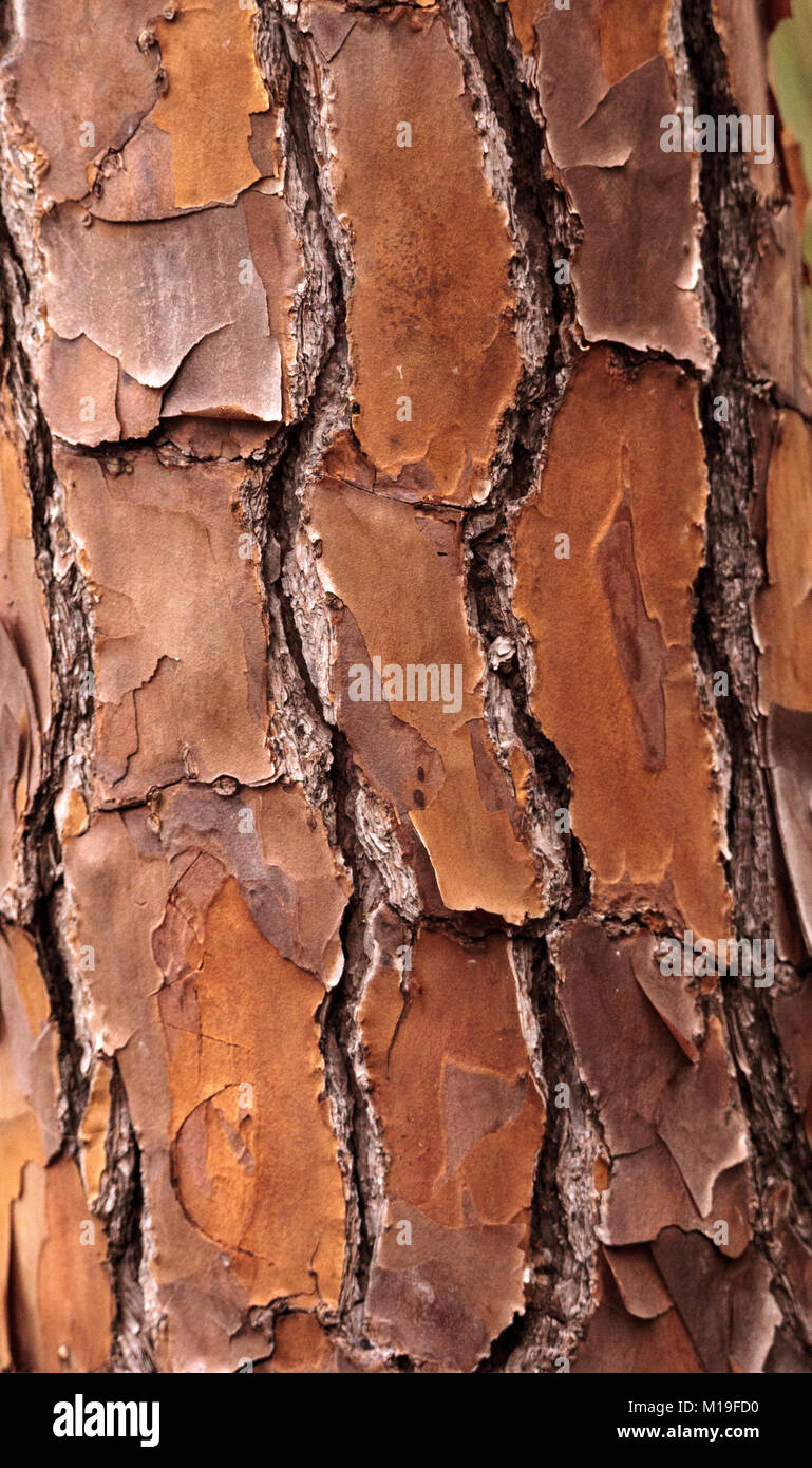Pine Tree bark background on texture on a pine tree Stock Photo - Alamy