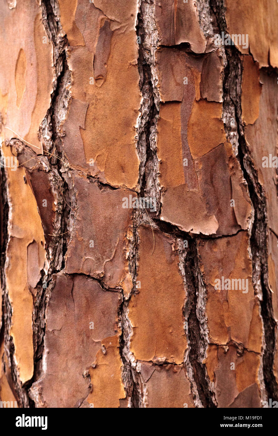 Pine Tree bark background on texture on a pine tree Stock Photo - Alamy