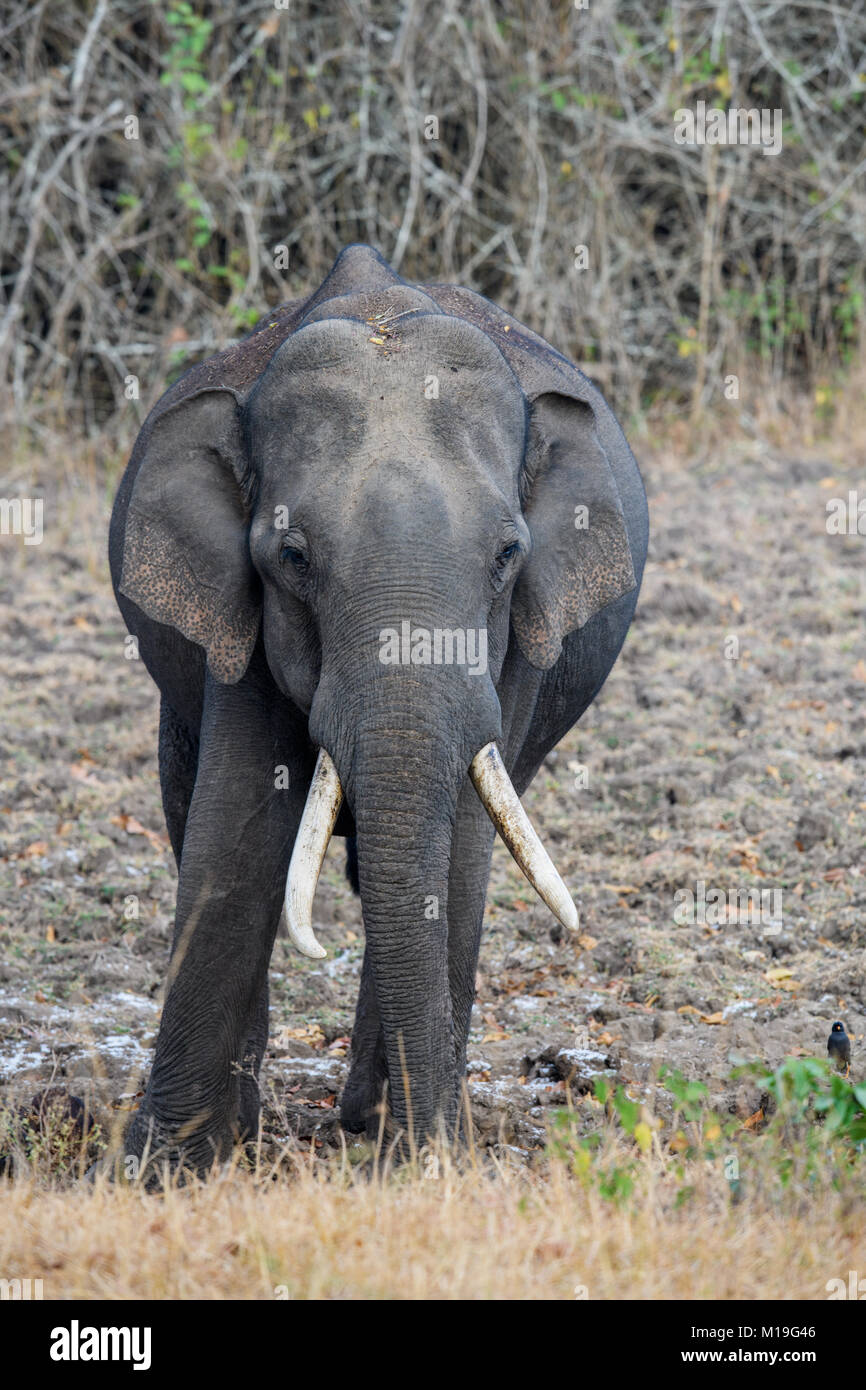 Huge massive long tusk indian elephant after mud bath in natural ...