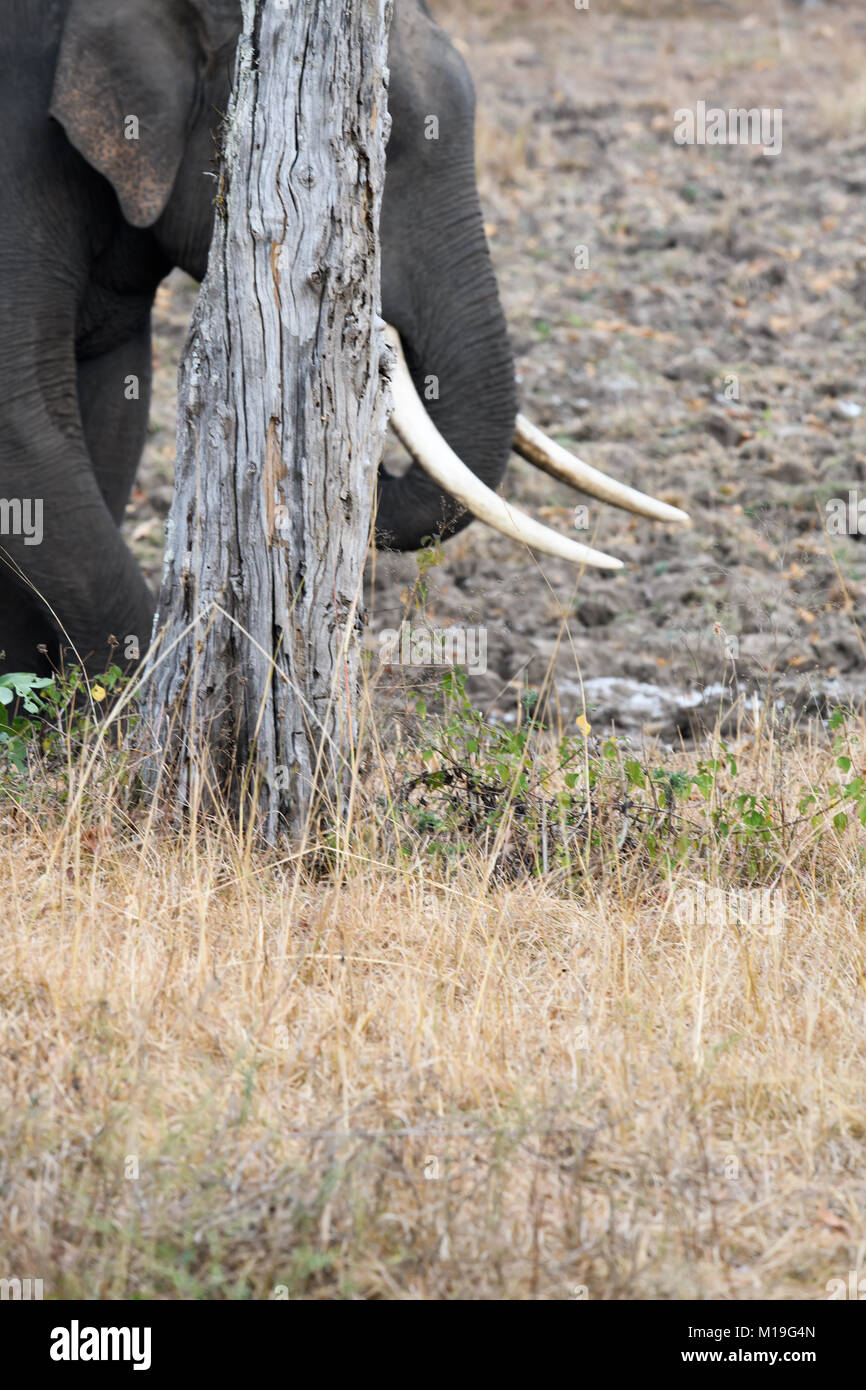 Huge massive long tusk indian elephant after mud bath in natural ...